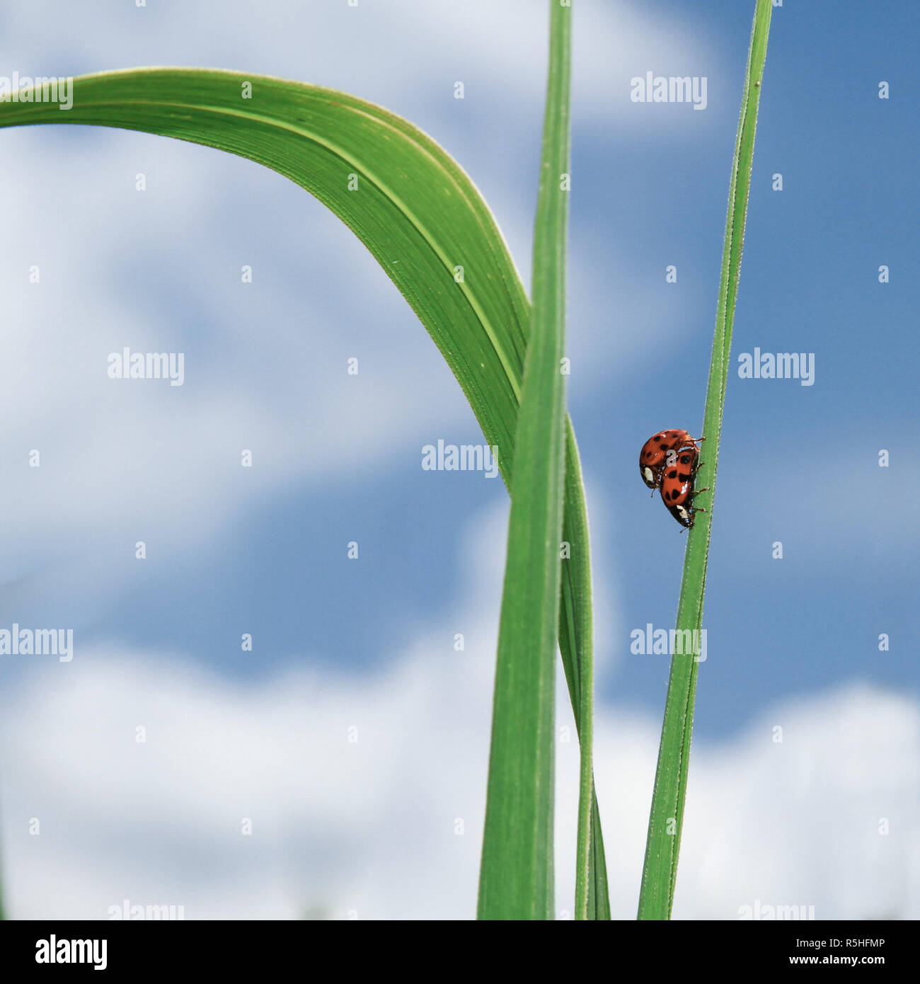 Beetle mating mate ladybug hi-res stock photography and images - Alamy