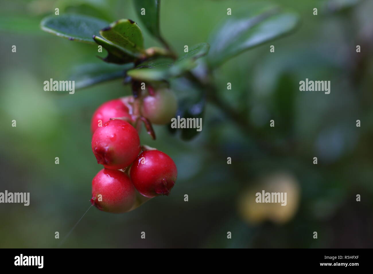 red berries in a forest growing on nature Stock Photo - Alamy