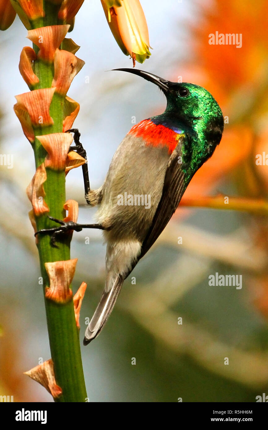 Sunbird flight hi-res stock photography and images - Alamy