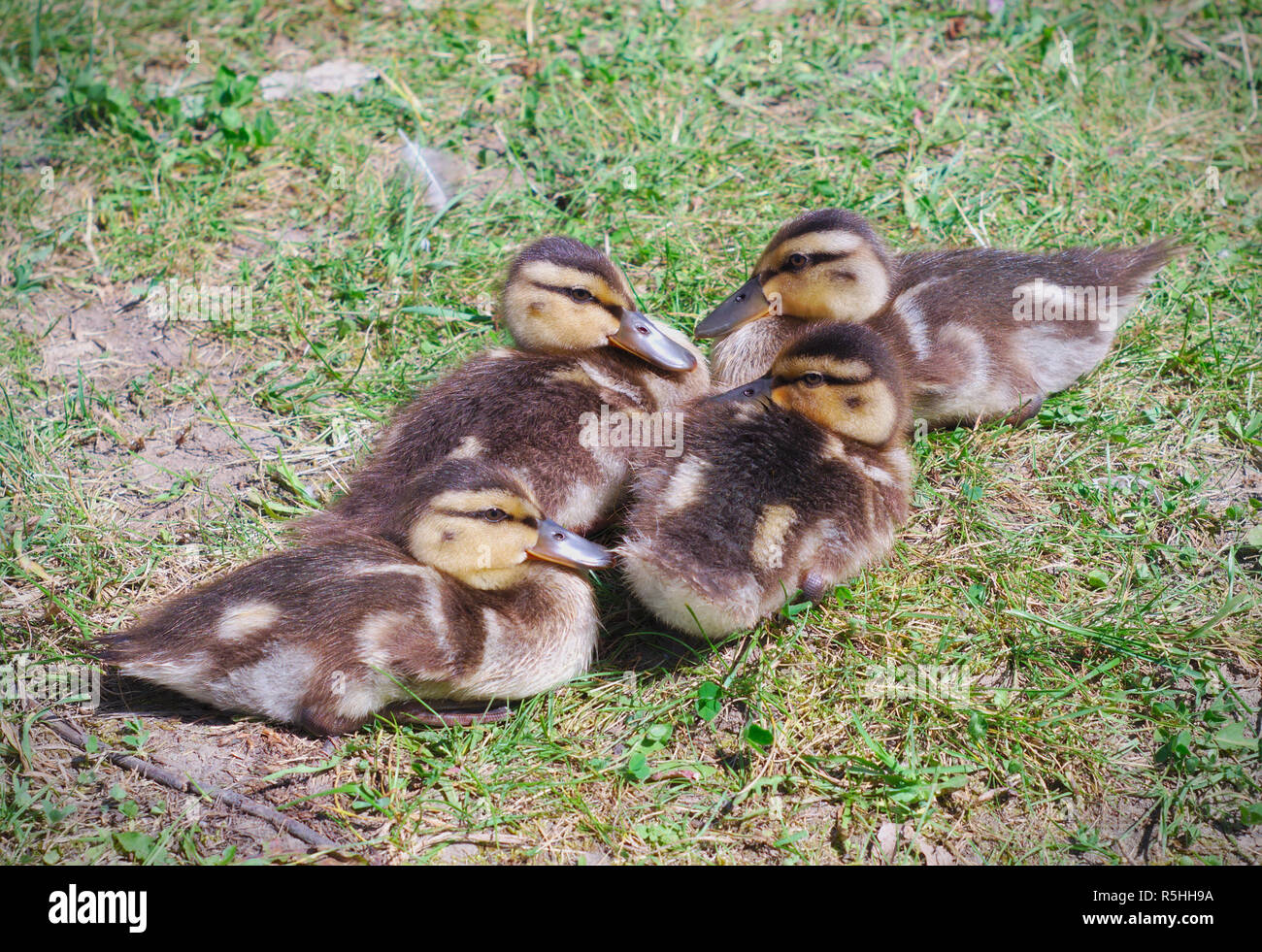 four baby ducks young birds animals cute mallard chicks Stock Photo - Alamy