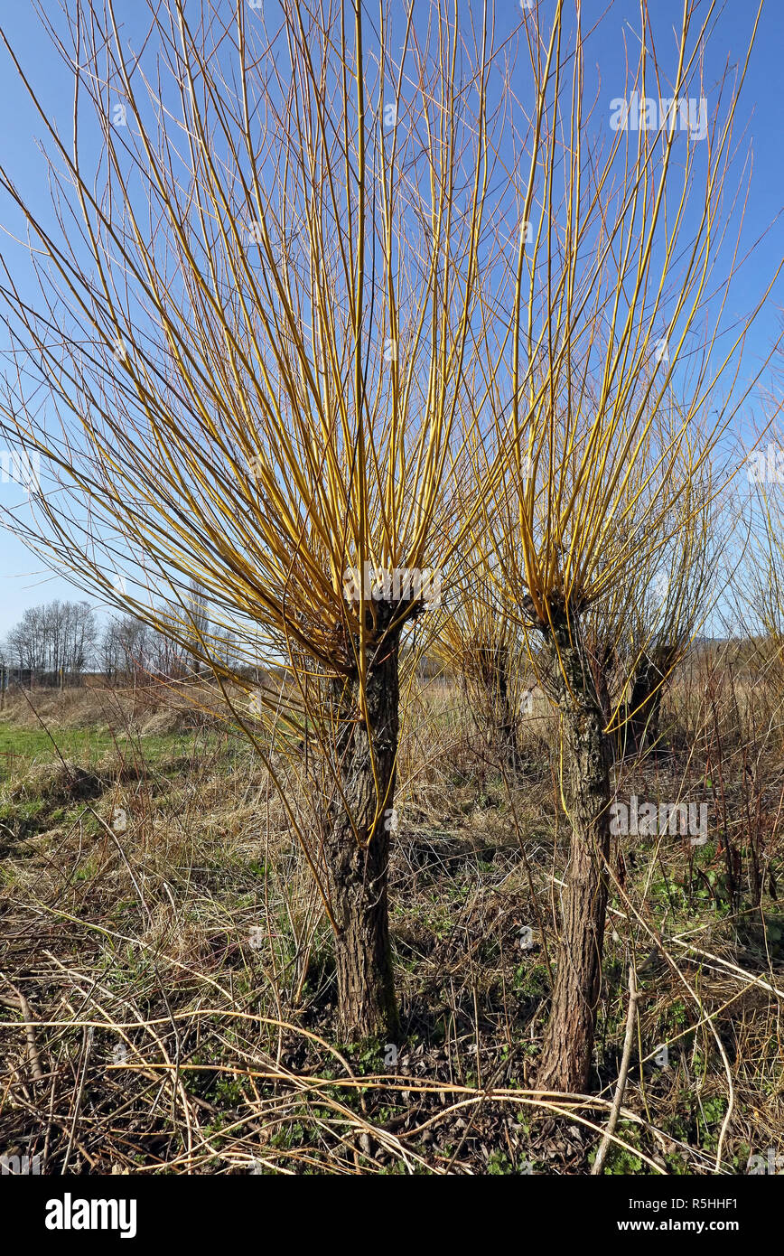 Willow rods hi-res stock photography and images - Alamy