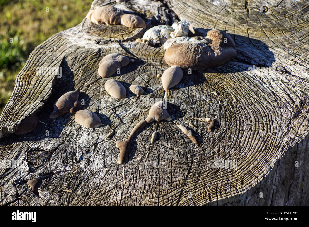 tree trunk texture with very shallow depth of field Stock Photo - Alamy