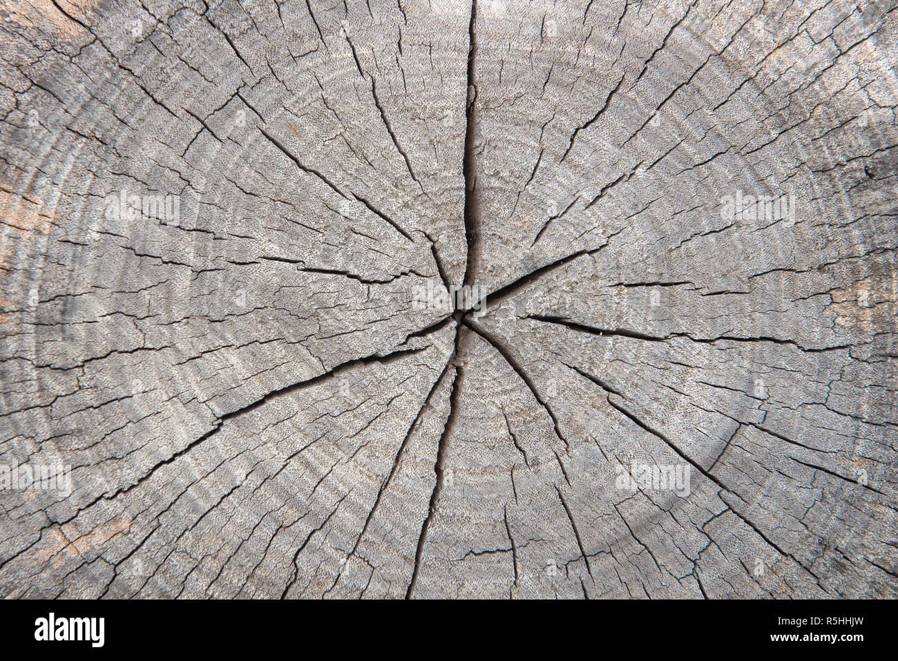 tree stumps and felled forest deforestation abstract for background ...