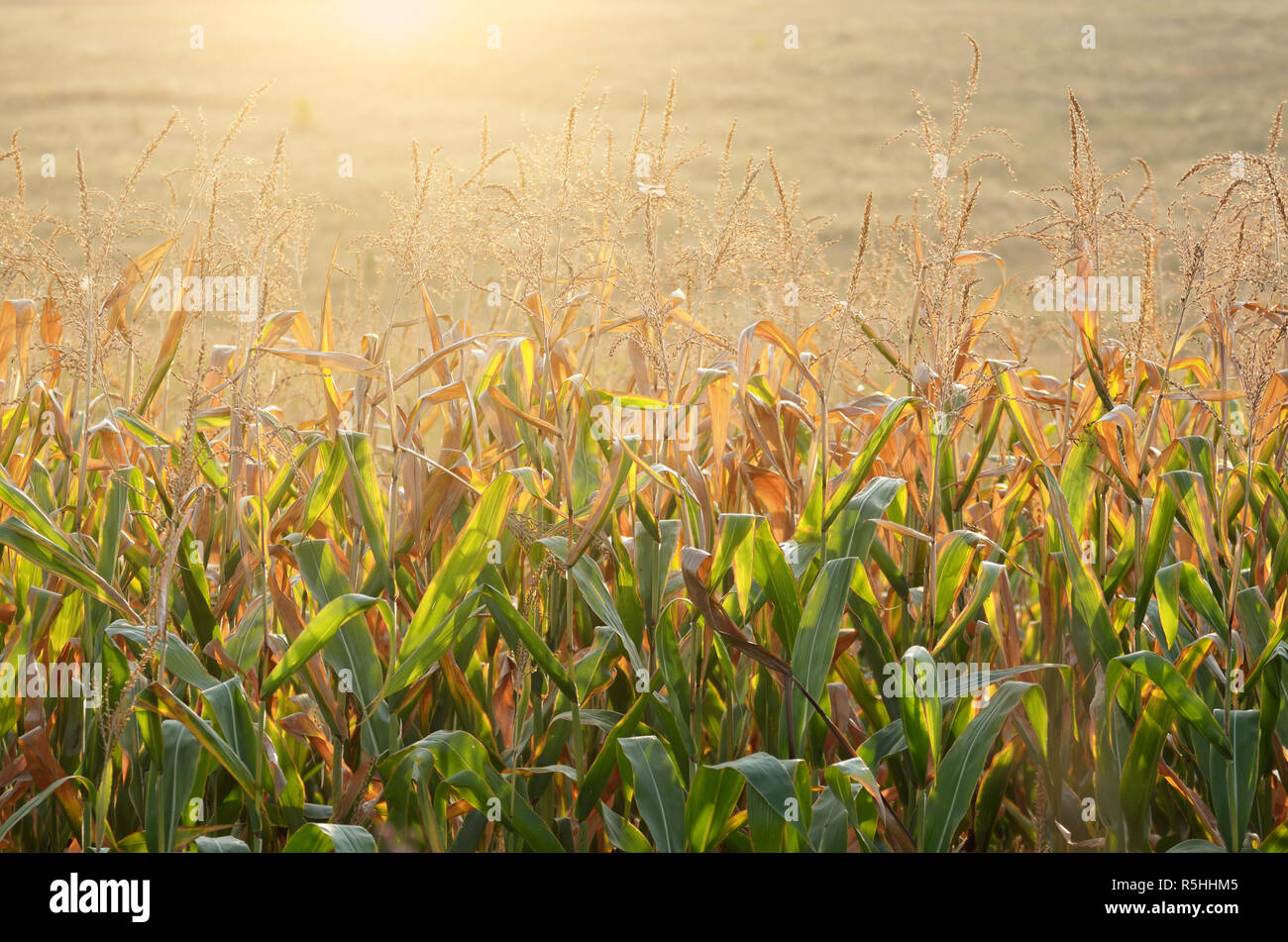 Backlit Maize field at evening sunset time Stock Photo - Alamy