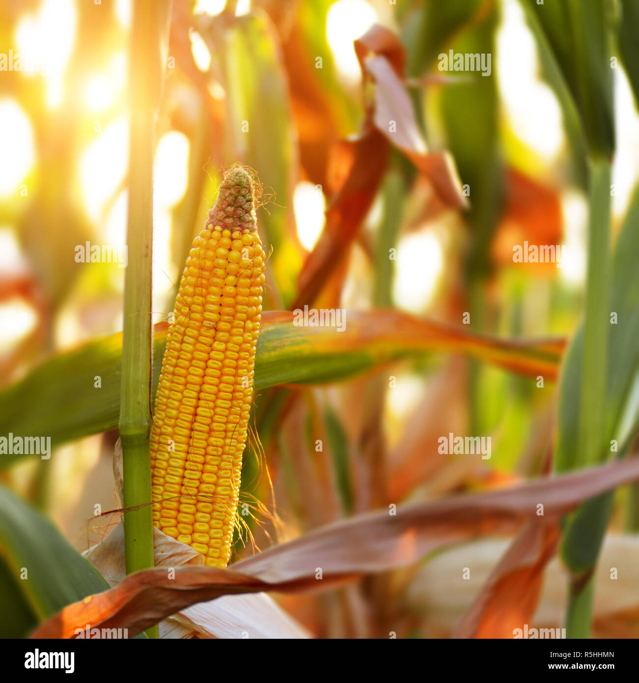 Backlit Ripe Corn of Maize on stalks at the field ready for harvest ...