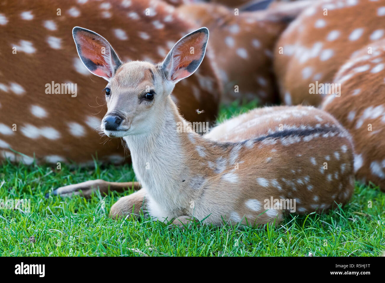 Dammwild hi-res stock photography and images - Alamy