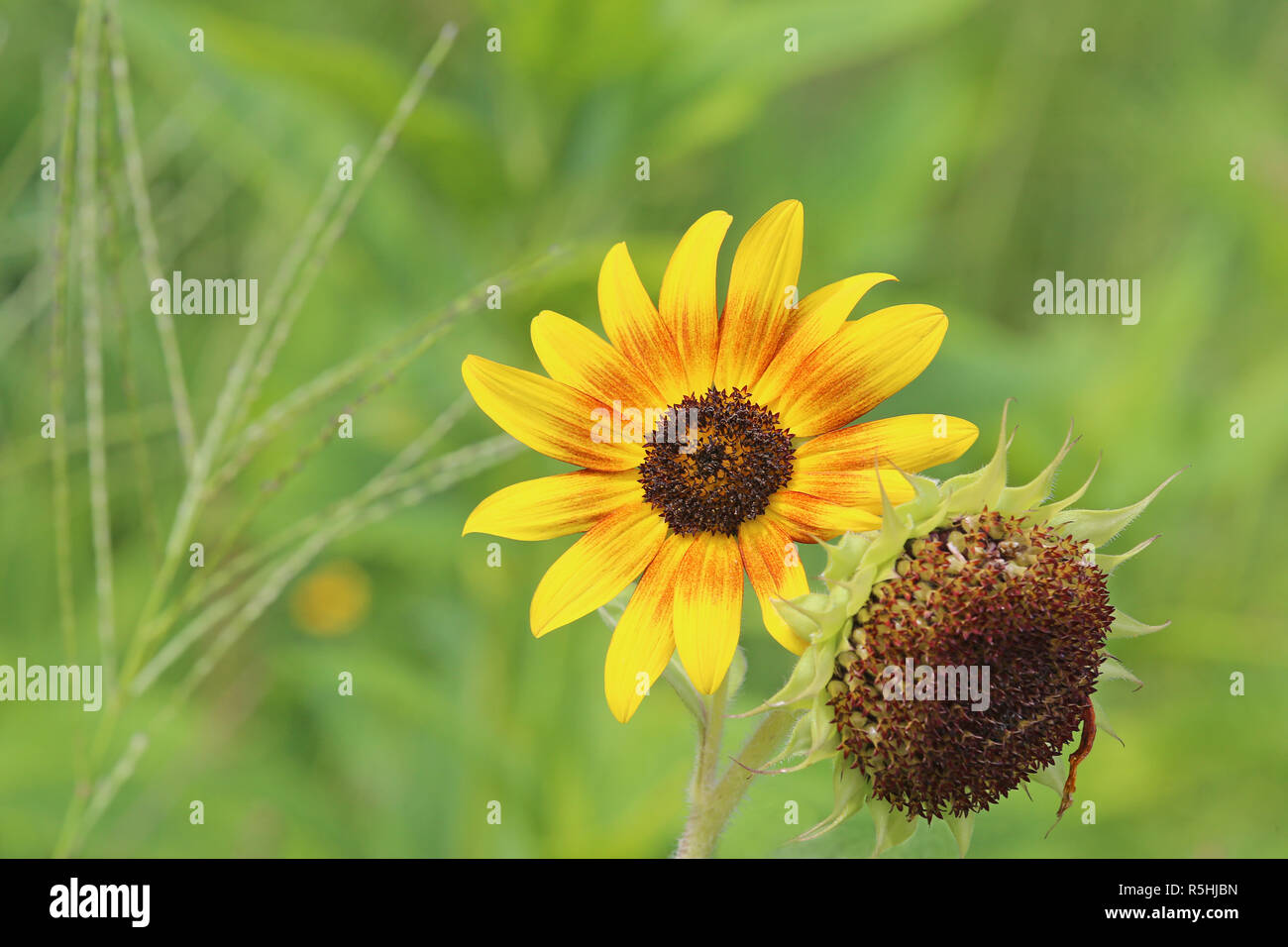 multi-colored sunflower helianthus annuus Stock Photo - Alamy