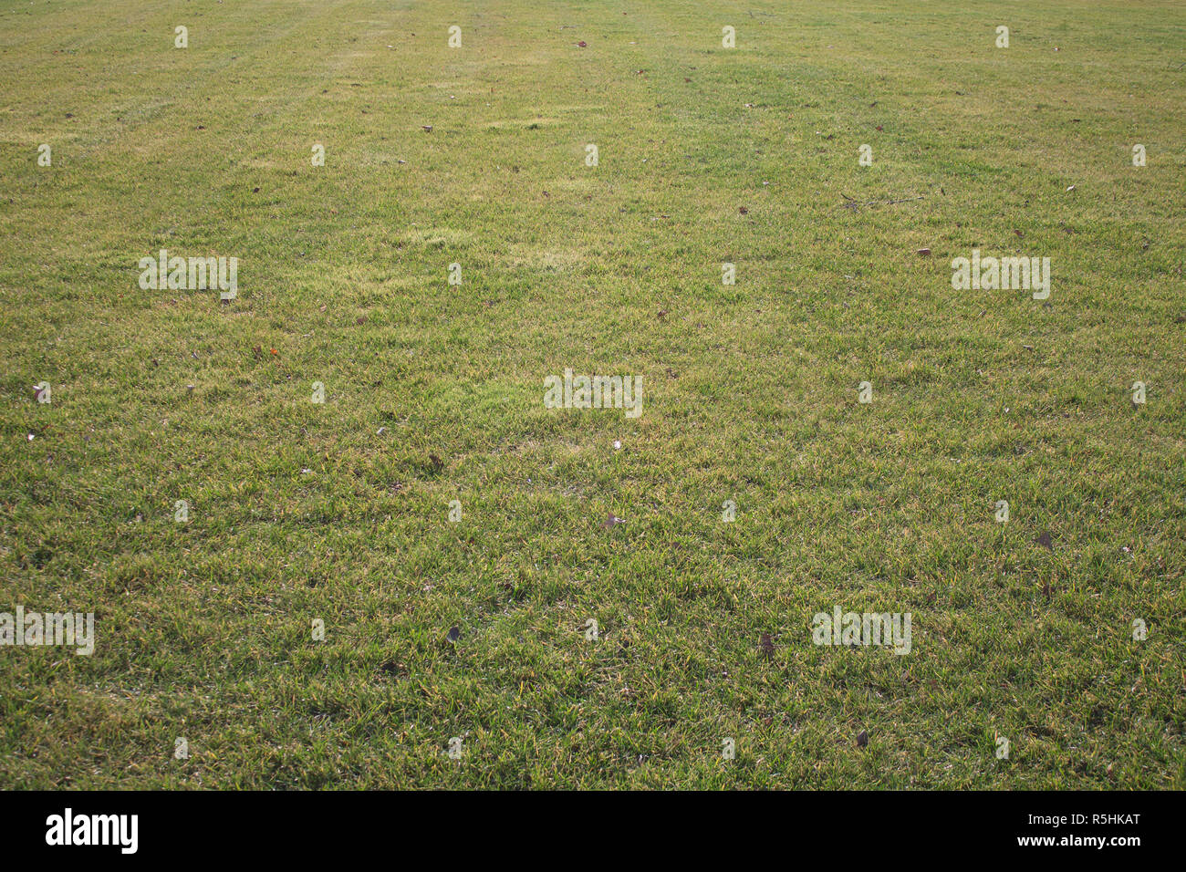 Grass background. Fresh lawn grass texture backdrop in perspective ...