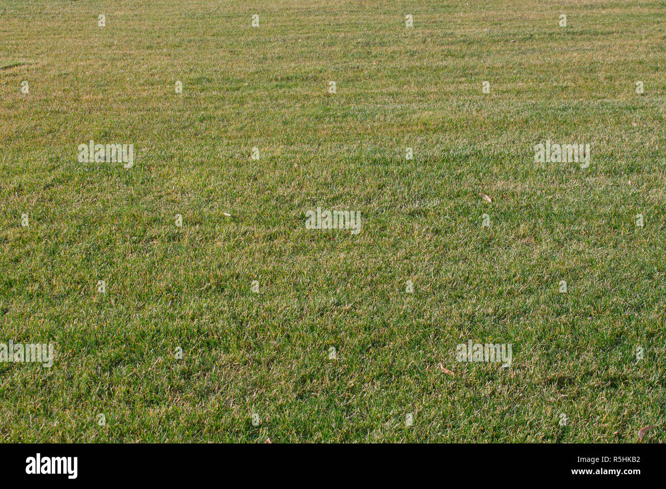 Grass background. Fresh lawn grass texture backdrop in perspective ...