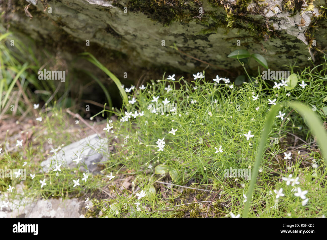 Little white flower under rock in a forest, closeup detail Stock Photo ...