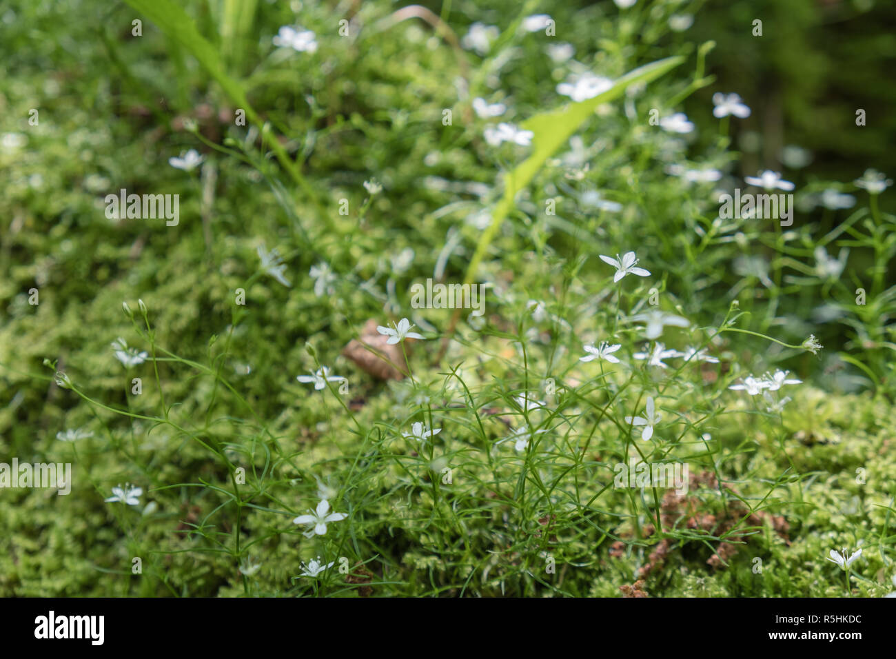 Little white flower in a forest, closeup detail Stock Photo - Alamy