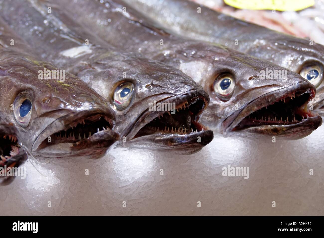 Dorschartige hi-res stock photography and images - Alamy