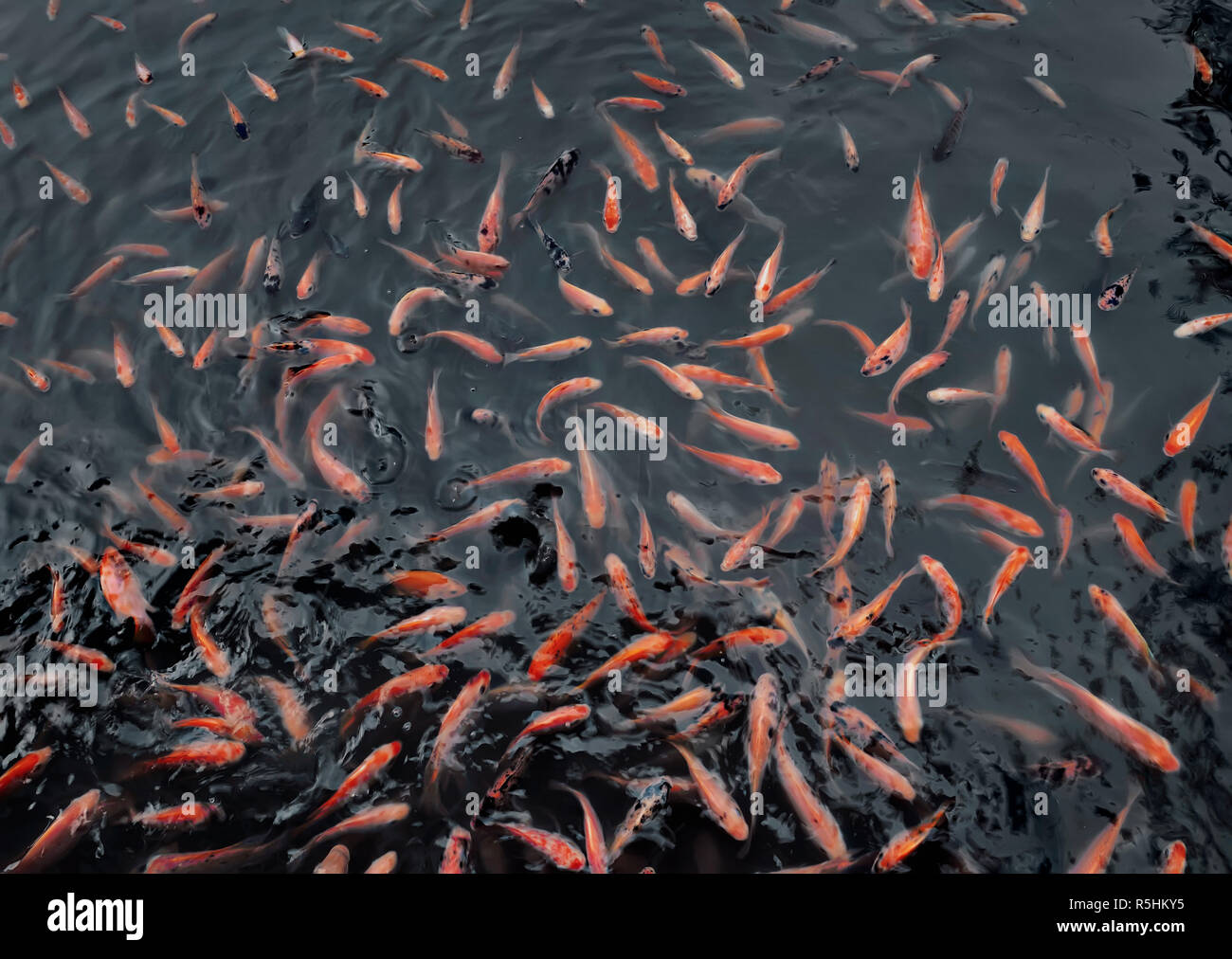 Top view fancy carp fish hi-res stock photography and images - Alamy