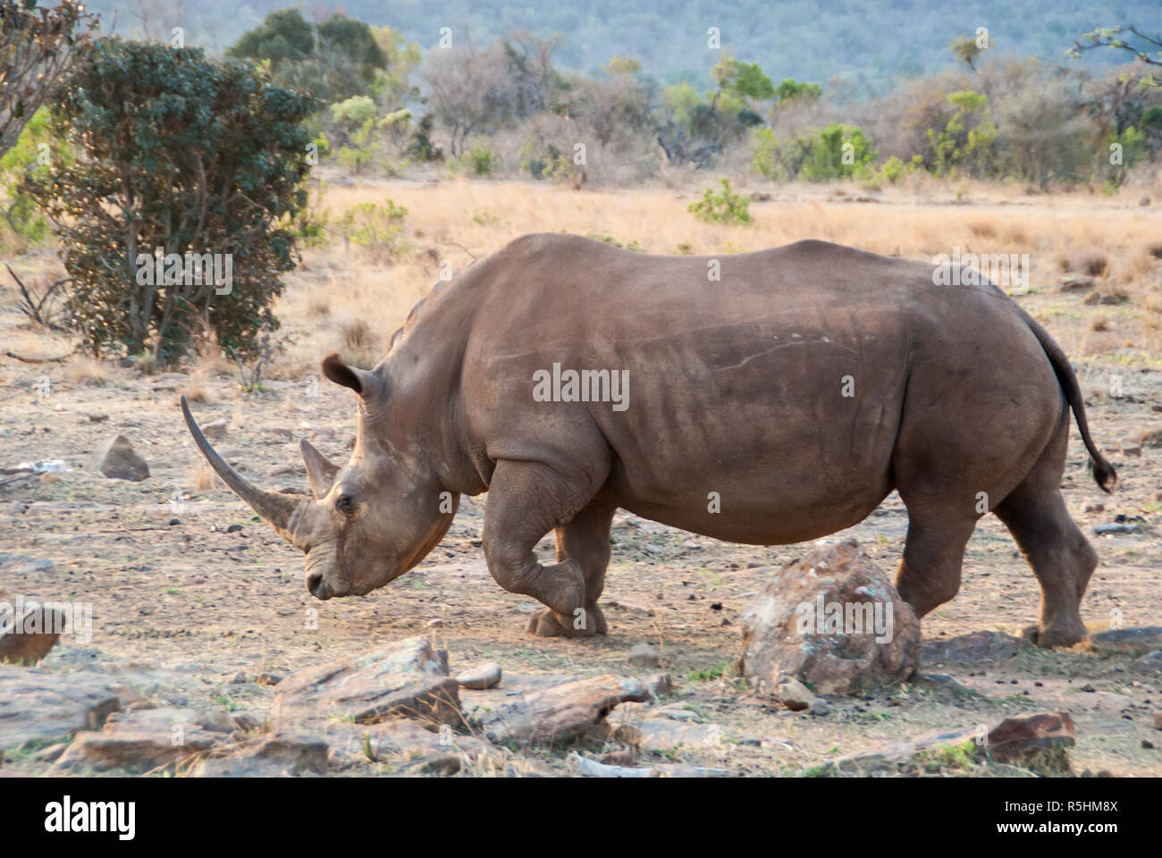Giant rhino hi-res stock photography and images - Alamy