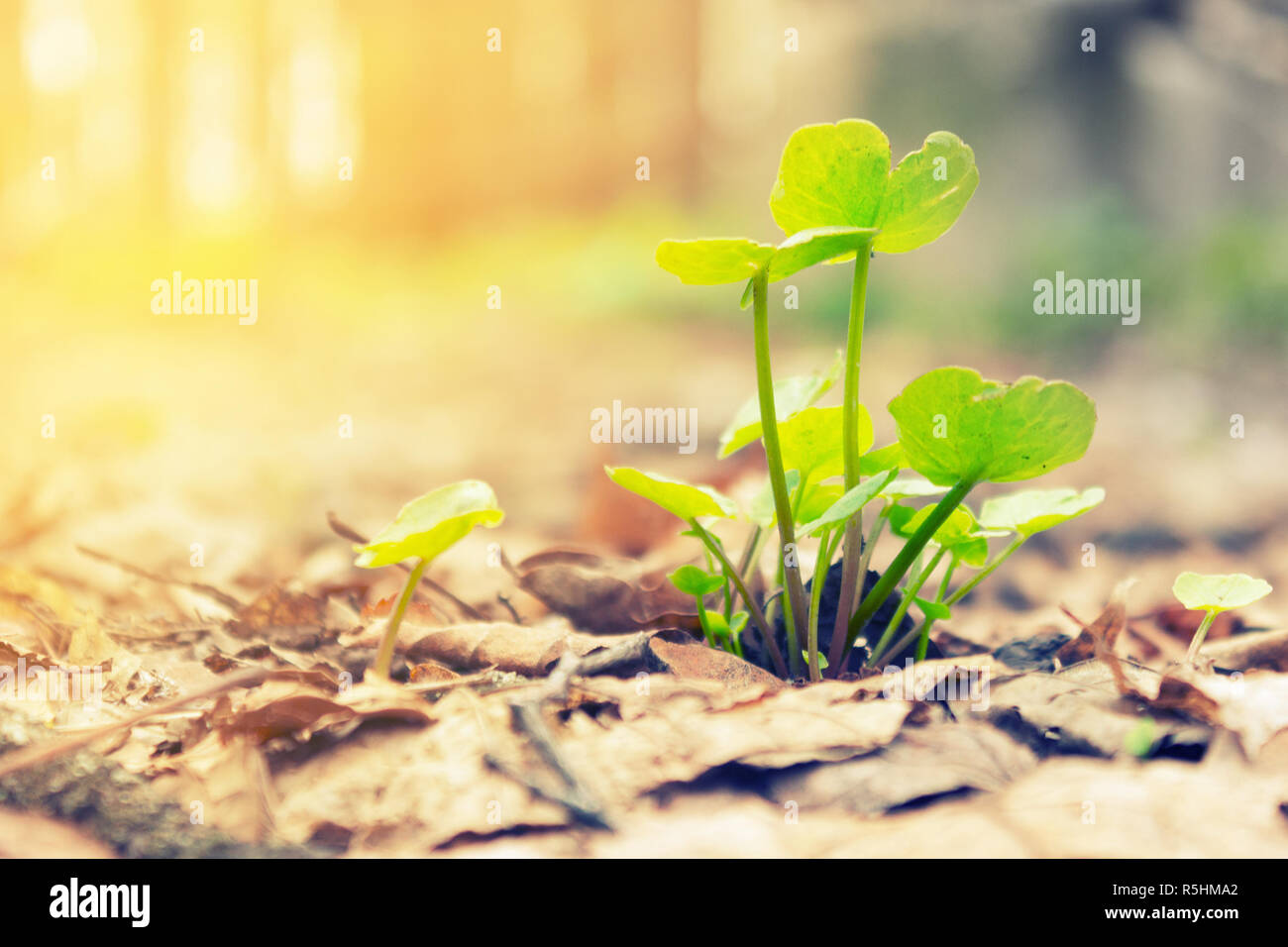 Growing tree. young sprout. environmental concervation concept Stock ...