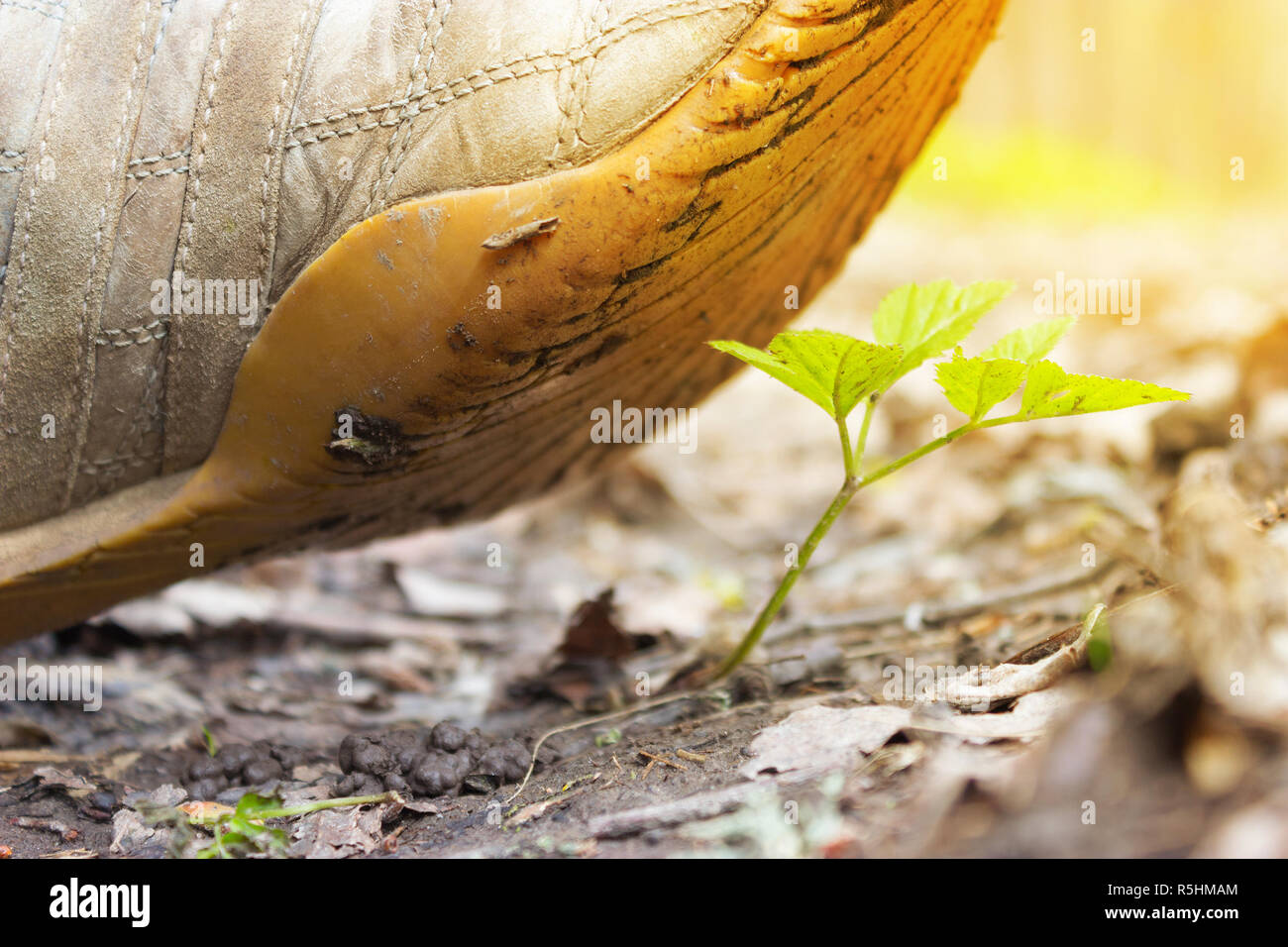 nature in danger concept image. foot step on young sprout Stock Photo ...