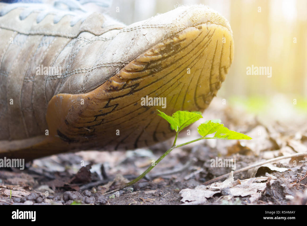 nature in danger concept image. foot step on young sprout Stock Photo ...