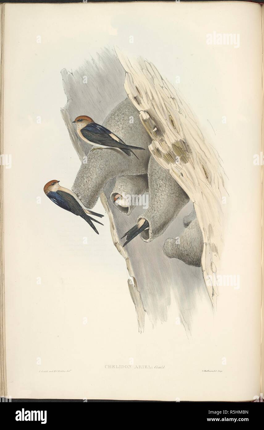 Fairy Martin. The Birds of Australia. London, 1848-69. Source: X.841 ...