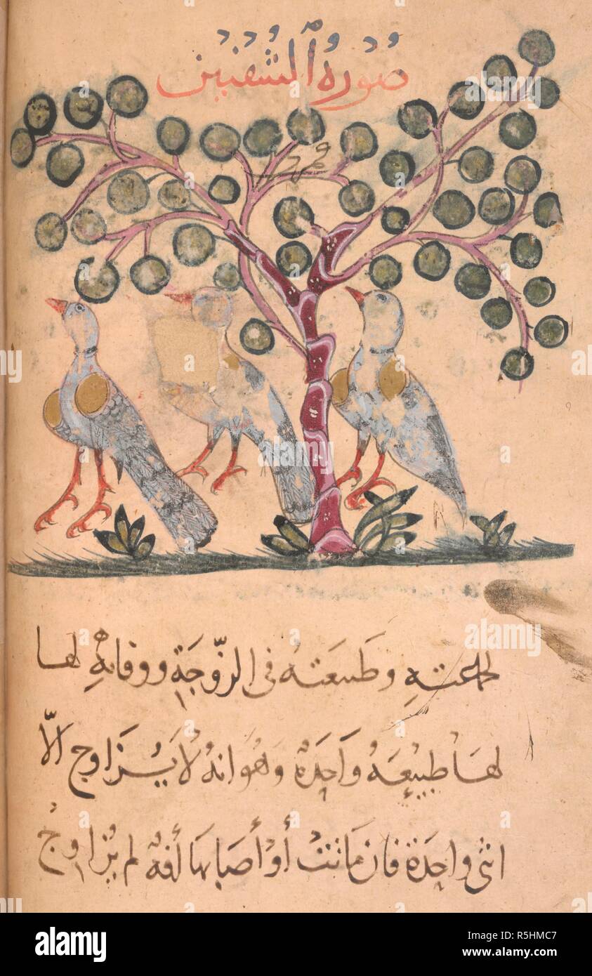 Three turtle doves. Kitab Na't al-hayawan (book of the characteristics ...
