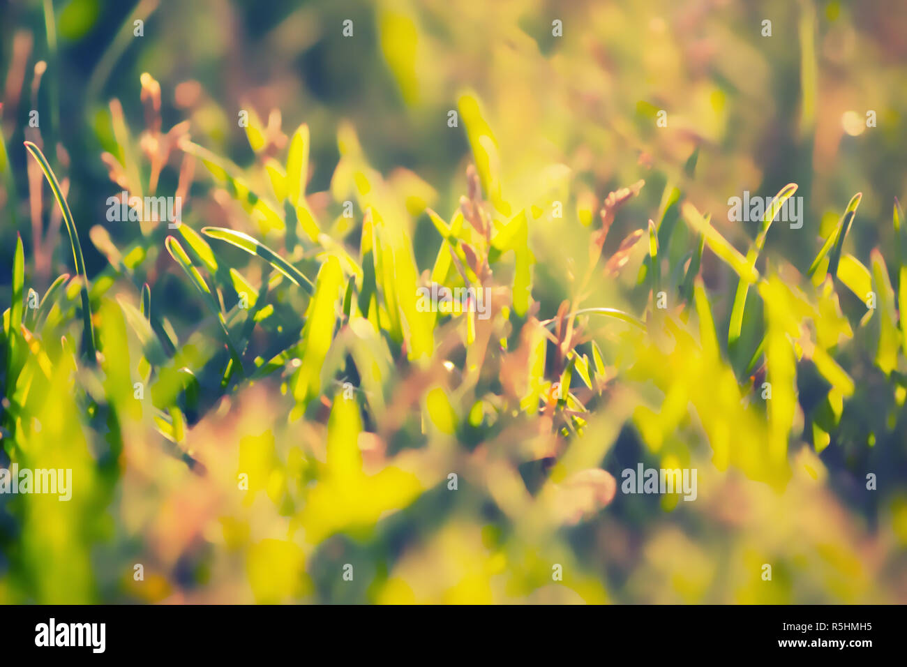 Natural grass texture patterned background. toned image of the grass ...