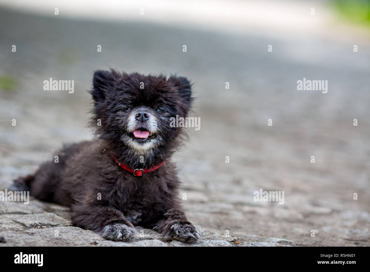 Homeless person dog hi-res stock photography and images - Alamy