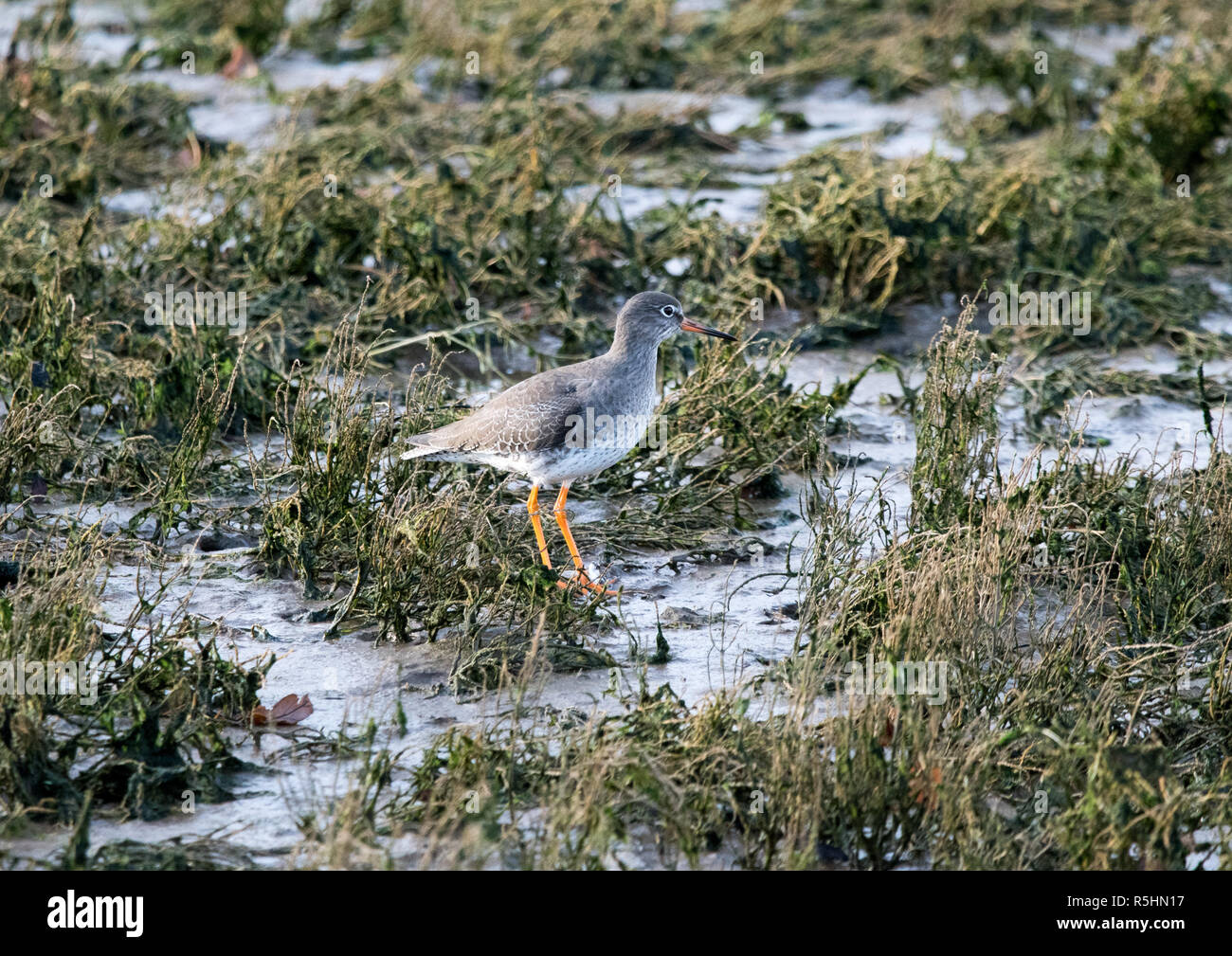 Tringa totanus mud* uk hi-res stock photography and images - Alamy