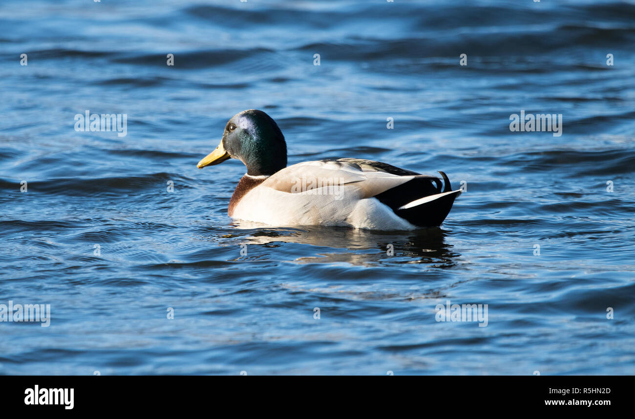 Male mallard duck swimming hi-res stock photography and images - Alamy