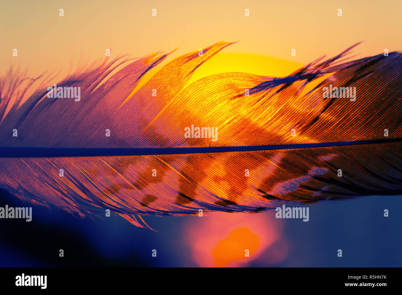 Bird fether hi-res stock photography and images - Alamy