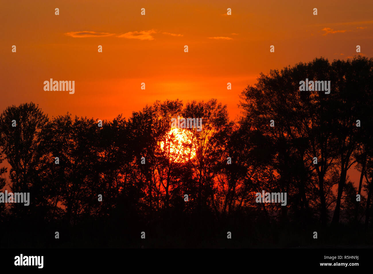 Landscape, sunny dawn in a field, sunset over trees Stock Photo - Alamy