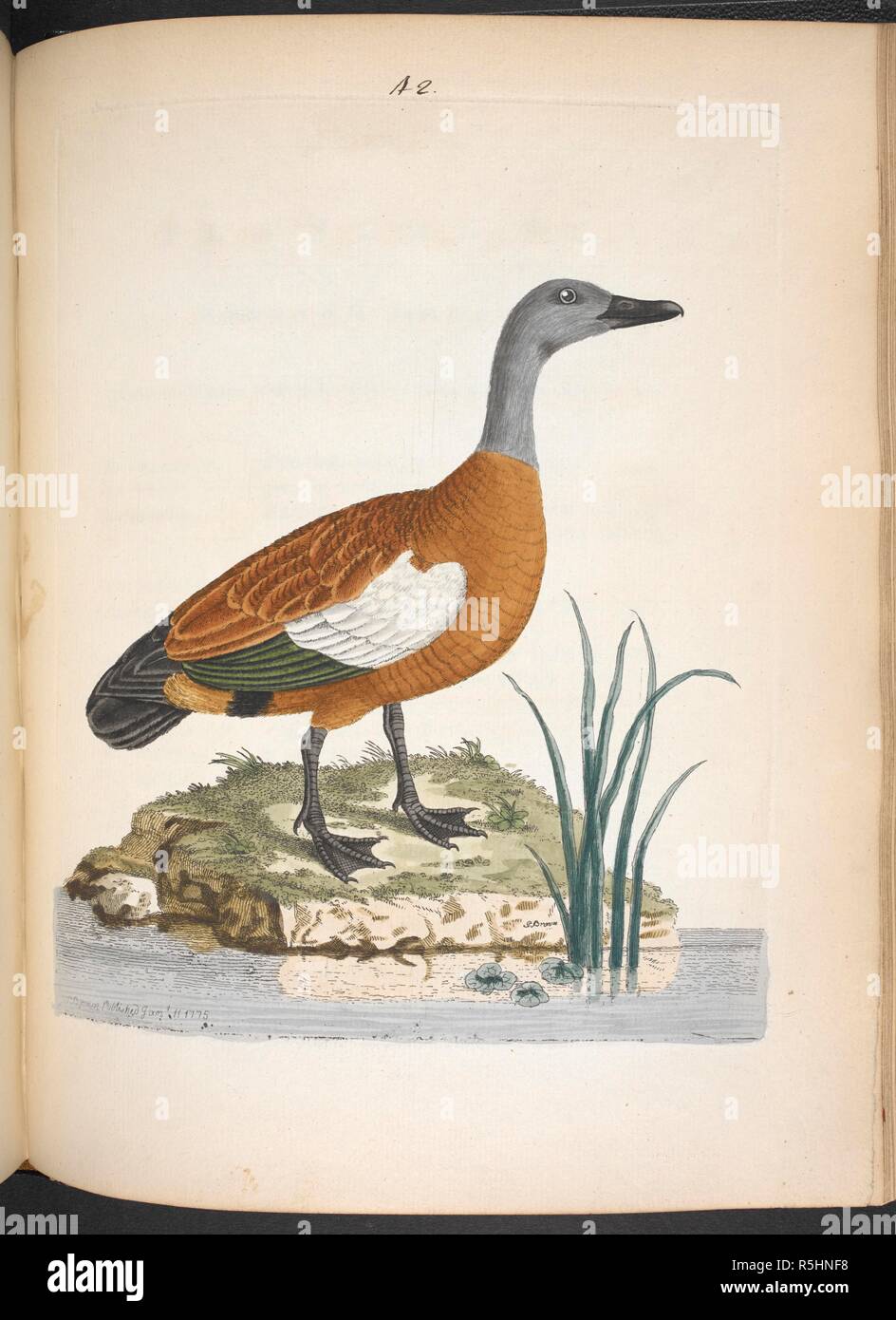 The Grey-Headed Duck. Nouvelles illustrations de zoologie, contenant ...