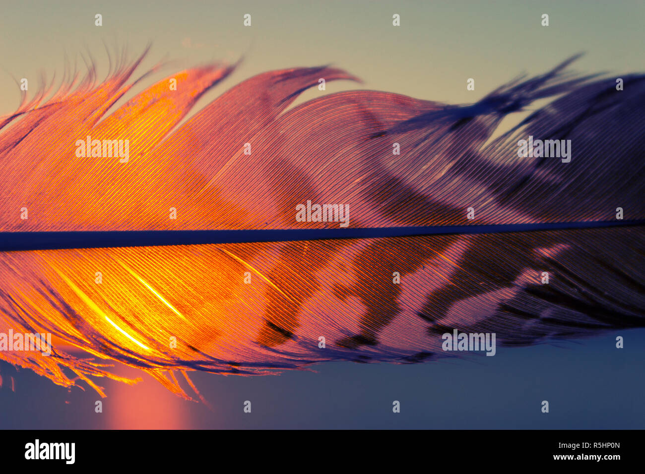 feather against sunset sky background. close up Stock Photo - Alamy