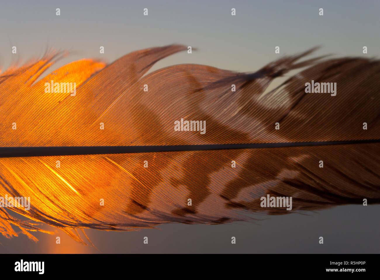 feather against sunset sky background. close up Stock Photo - Alamy