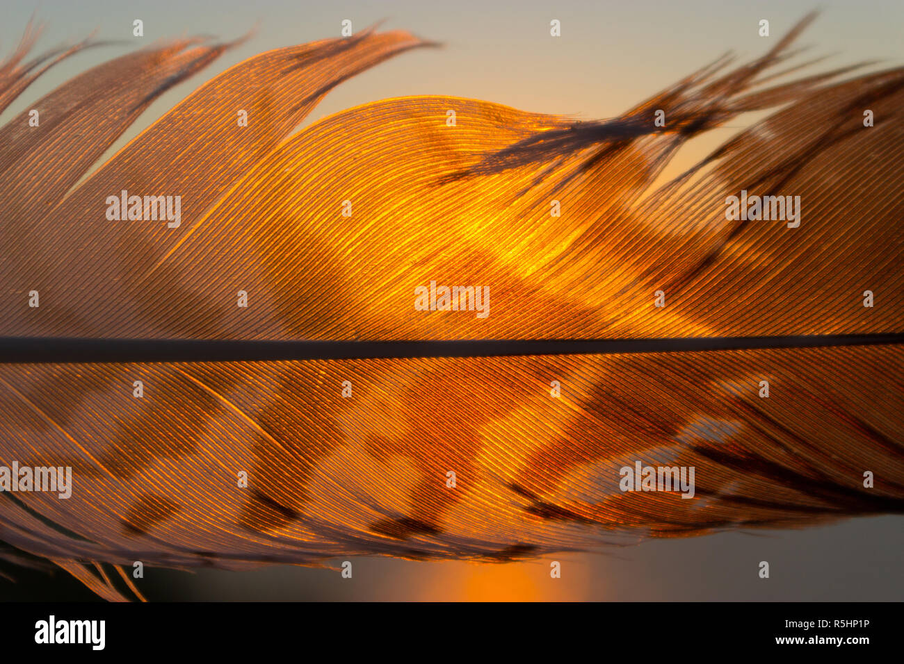 feather against sunset sky background. close up Stock Photo - Alamy