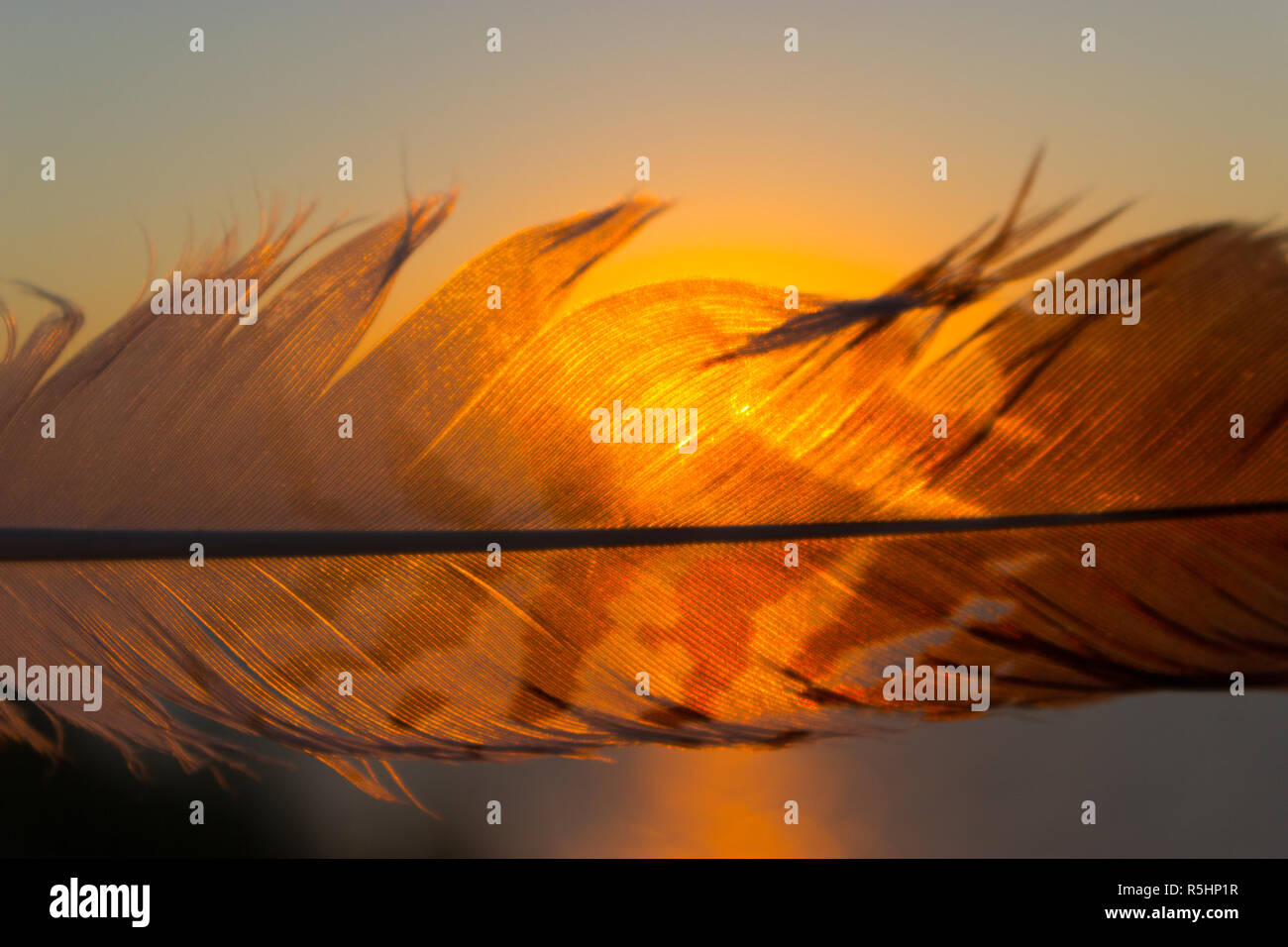feather against sunset sky background. close up Stock Photo - Alamy