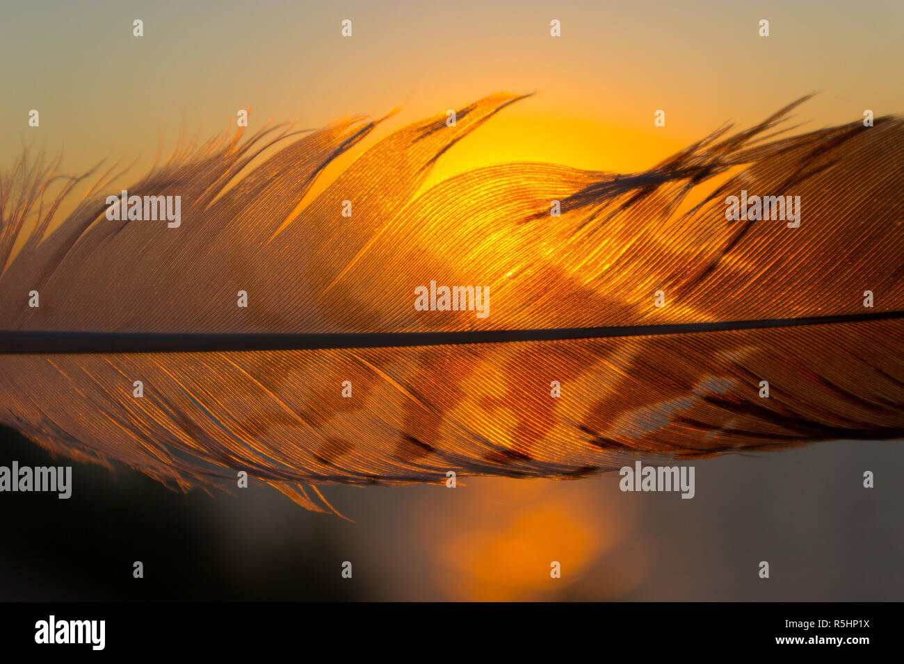 feather against sunset sky background. close up Stock Photo - Alamy