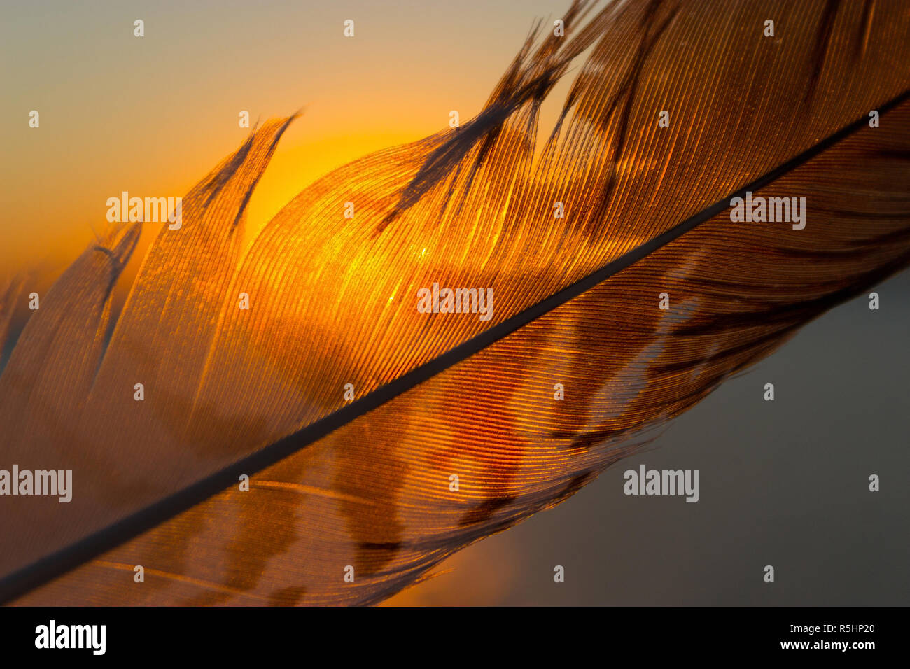 feather against sunset sky background. close up Stock Photo - Alamy