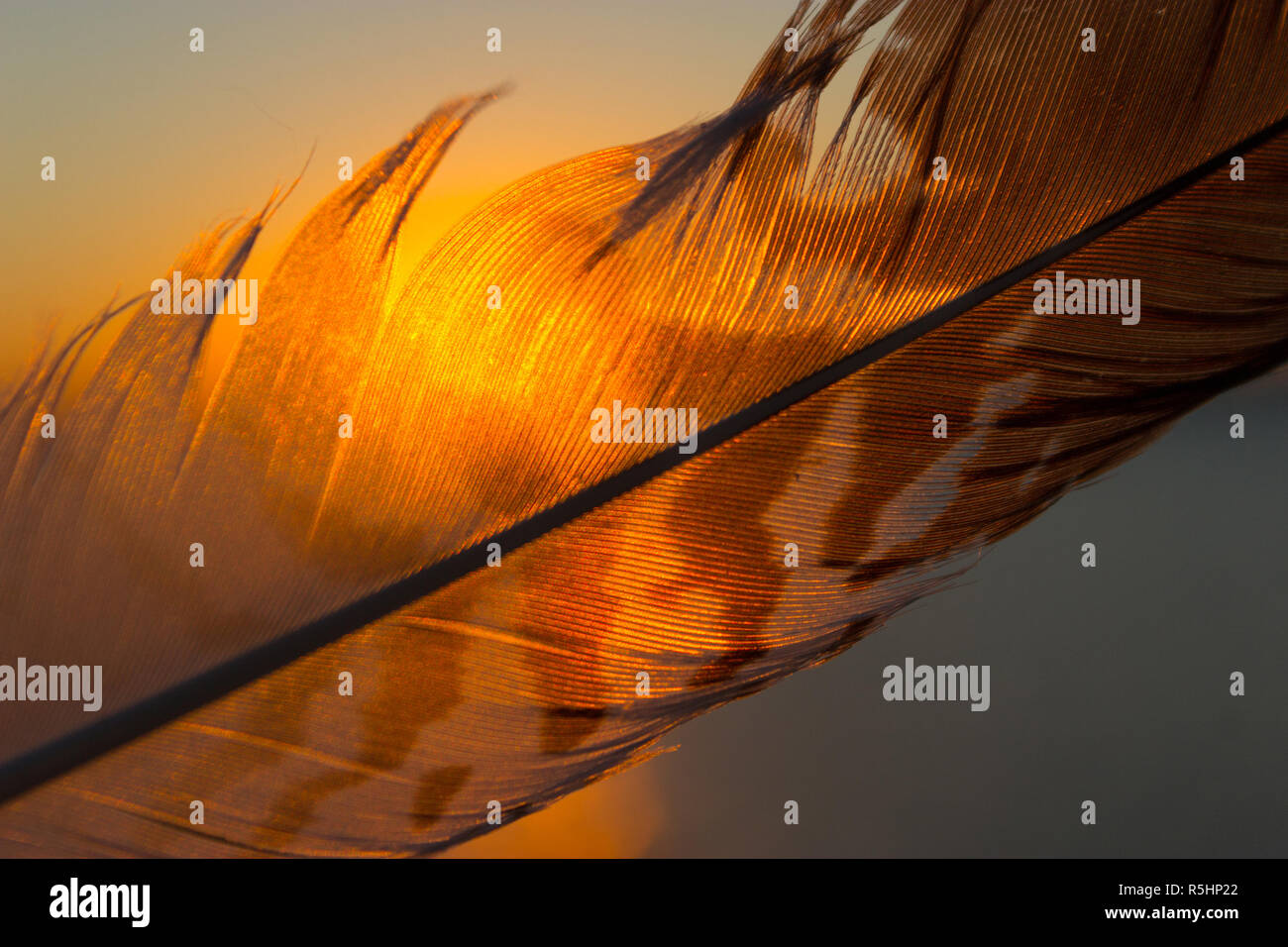 feather against sunset sky background. close up Stock Photo - Alamy
