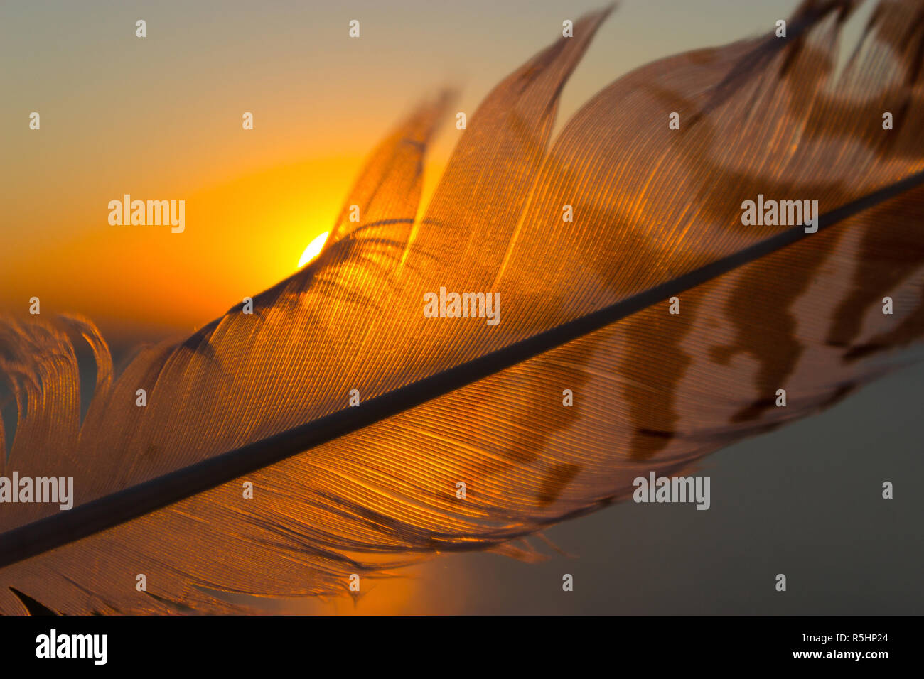 feather against sunset sky background. close up Stock Photo - Alamy