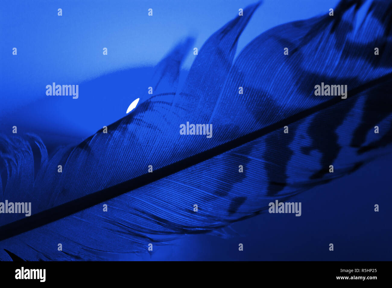 feather against sunset sky background. close up Stock Photo - Alamy