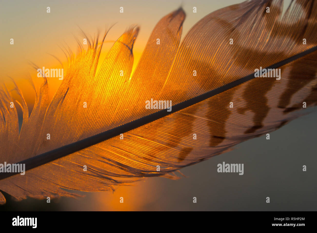 feather against sunset sky background. close up Stock Photo - Alamy