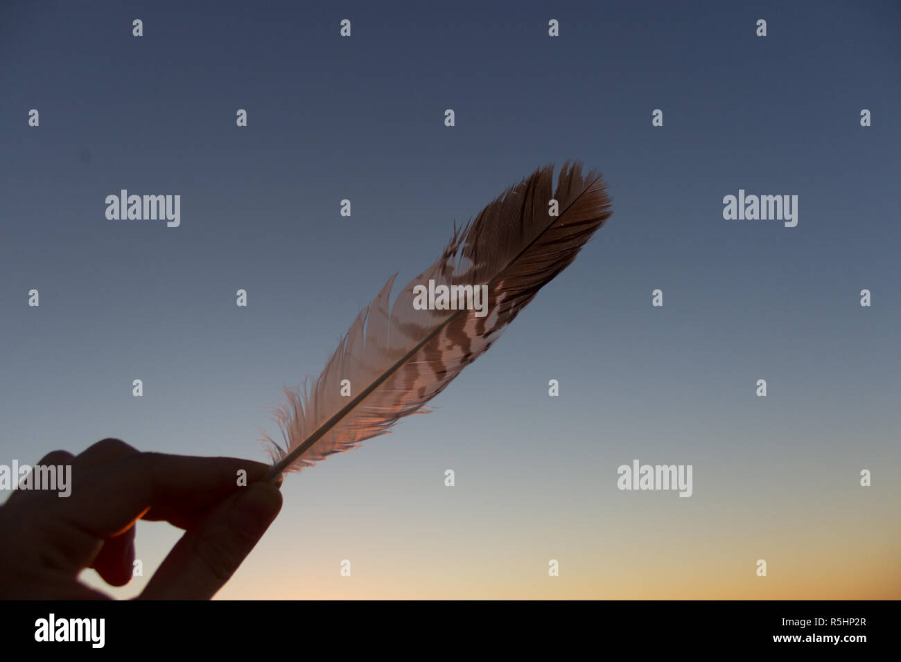 feather against sunset sky background. close up Stock Photo - Alamy