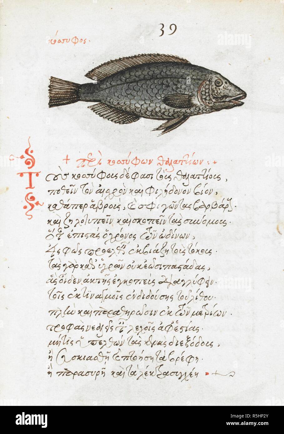 16th century fish animal drawing hi-res stock photography and images ...