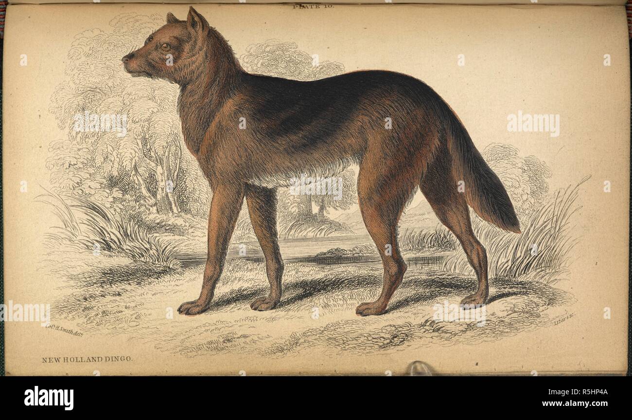 New holland dingo hi-res stock photography and images - Alamy
