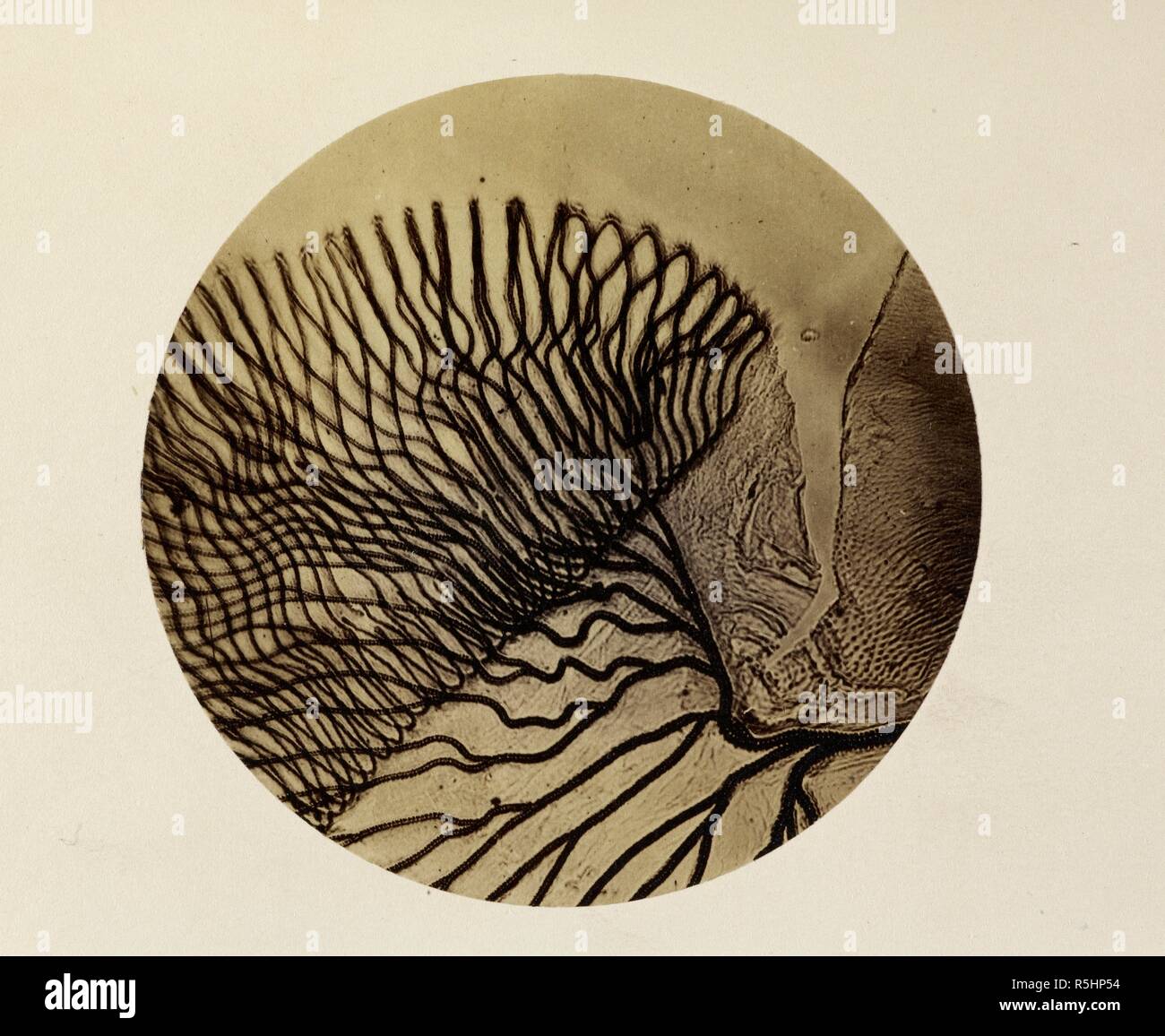 Albumen process hi-res stock photography and images - Alamy