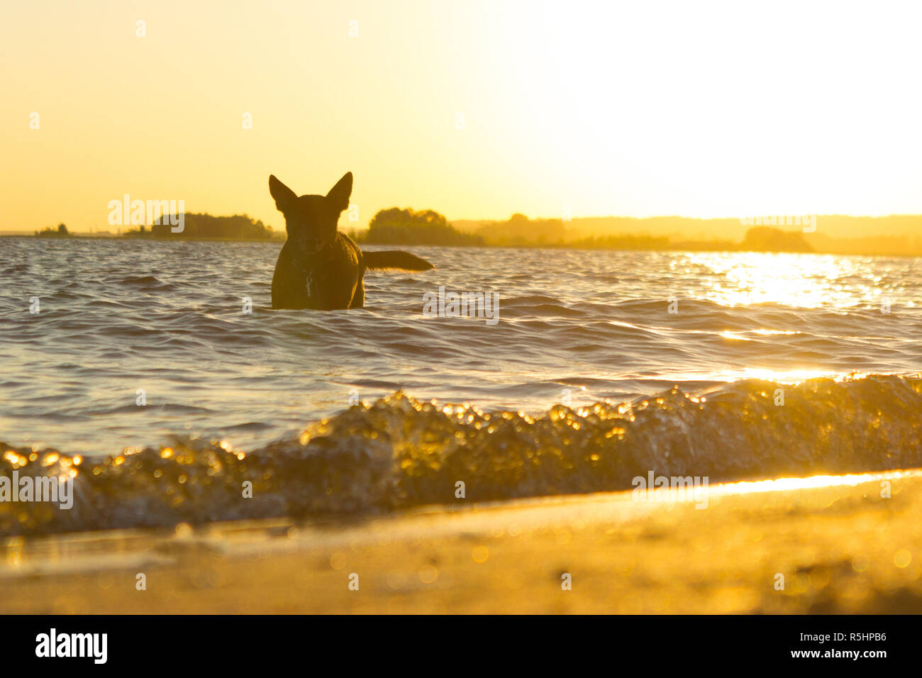 Black lab beach ball hi-res stock photography and images - Alamy