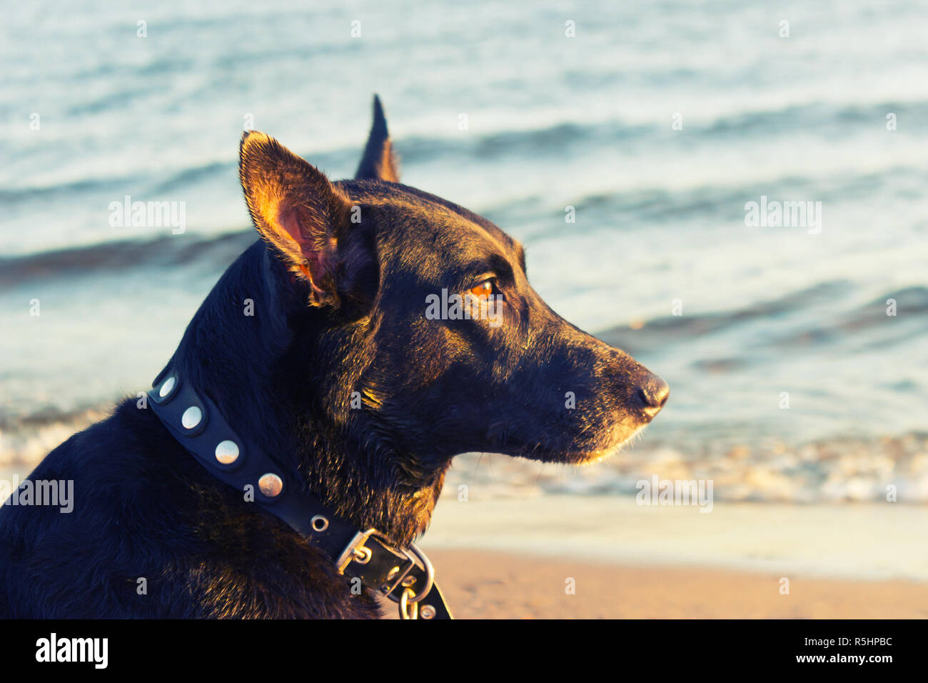 Black lab beach ball hi-res stock photography and images - Alamy