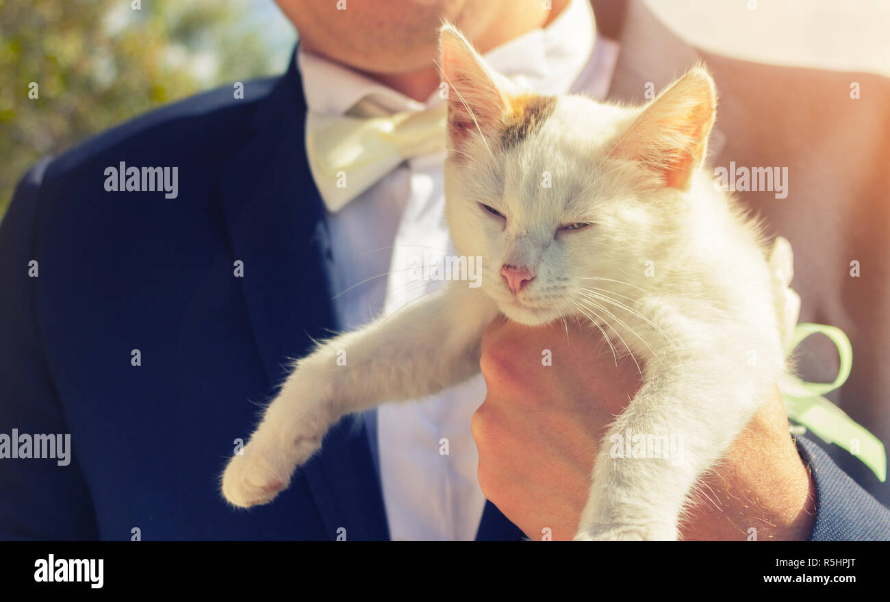 groom holding cute little white kitten. close up Stock Photo - Alamy