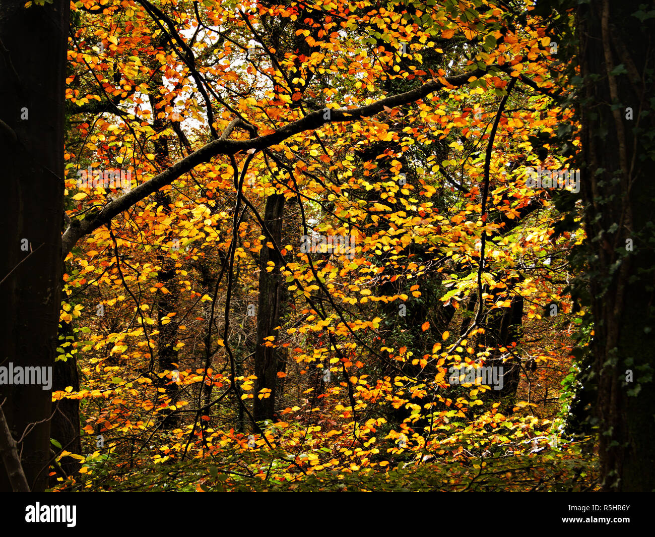Back lit leaves hi-res stock photography and images - Alamy