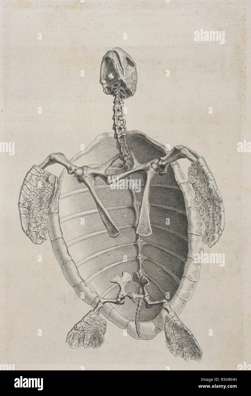 Skeleton of a water tortoise. Osteographia, or the Anatomy of the bones ...