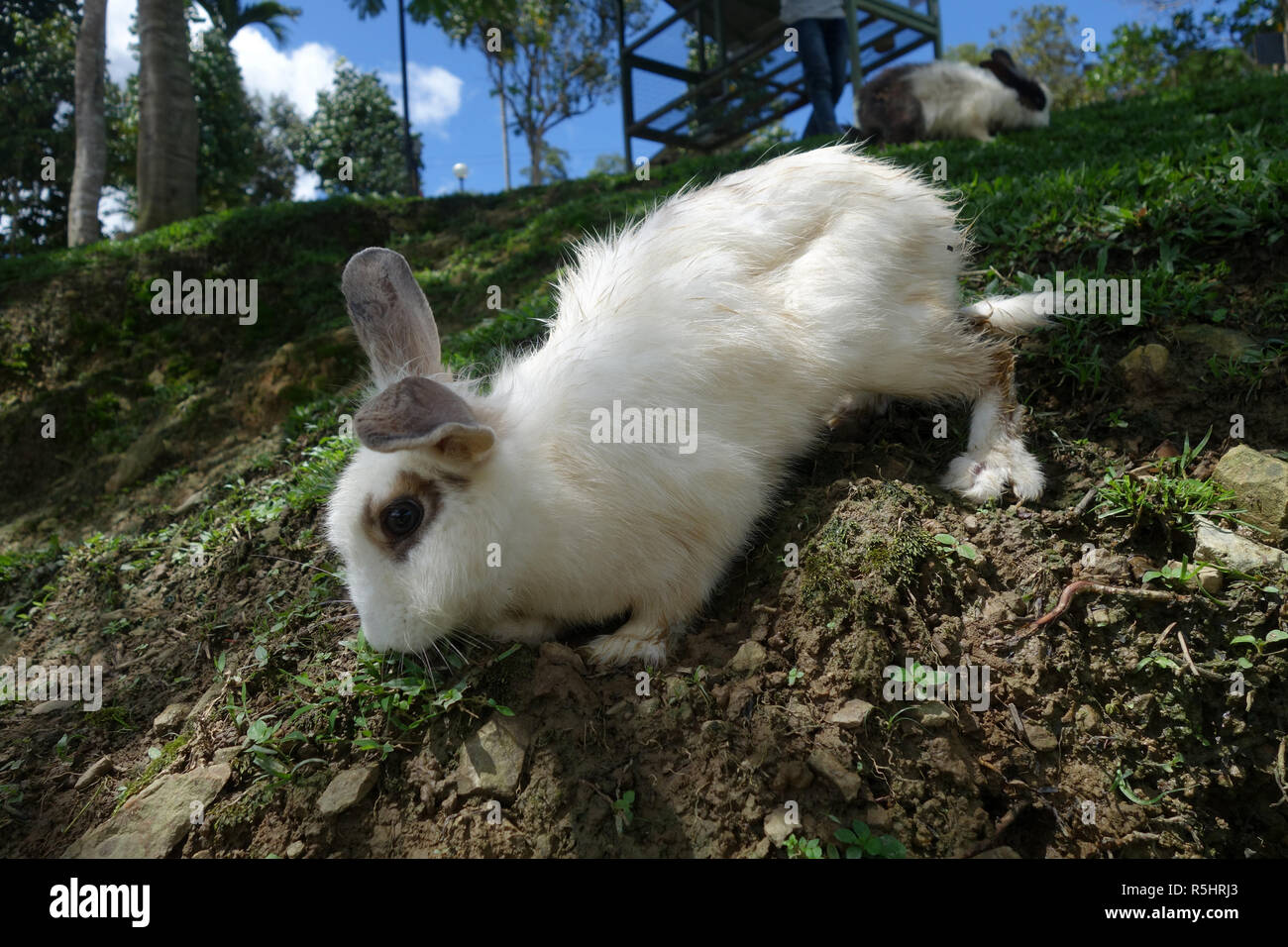 Cute rabbit in outdoor Stock Photo - Alamy